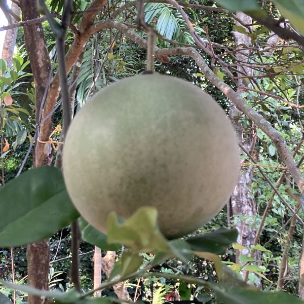 Citrus maxima | Pomelo - Indian Trees | Garden Trees