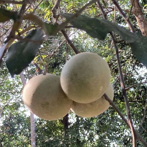 Citrus maxima | Pomelo - Indian Trees | Garden Trees