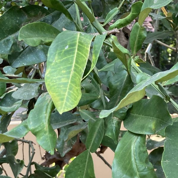 Citrus maxima | Pomelo - Indian Trees | Garden Trees