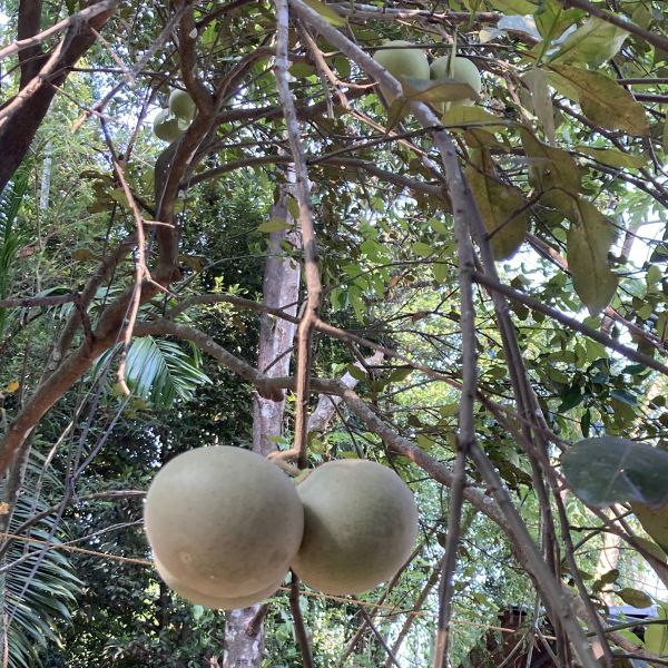 Citrus maxima | Pomelo - Indian Trees | Garden Trees
