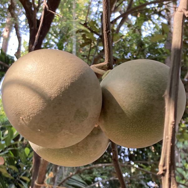 Citrus maxima | Pomelo - Indian Trees | Garden Trees