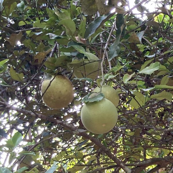 Citrus maxima | Pomelo - Indian Trees | Garden Trees