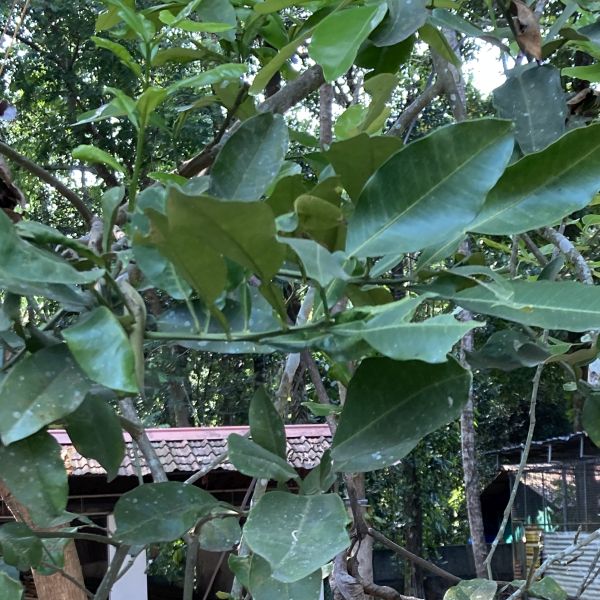 Citrus maxima | Pomelo - Indian Trees | Garden Trees