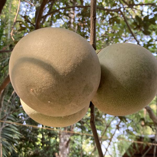 Citrus maxima | Pomelo - Indian Trees | Garden Trees