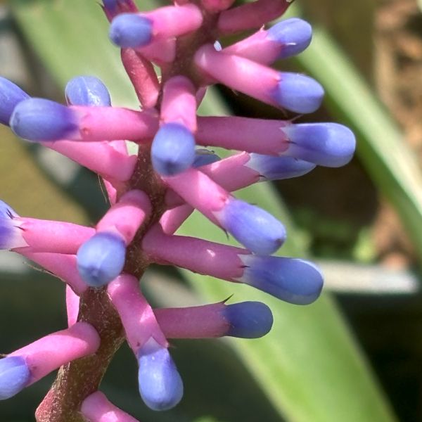 Aechmea gamosepala | Matchstick plant - Garden plants | Flowers