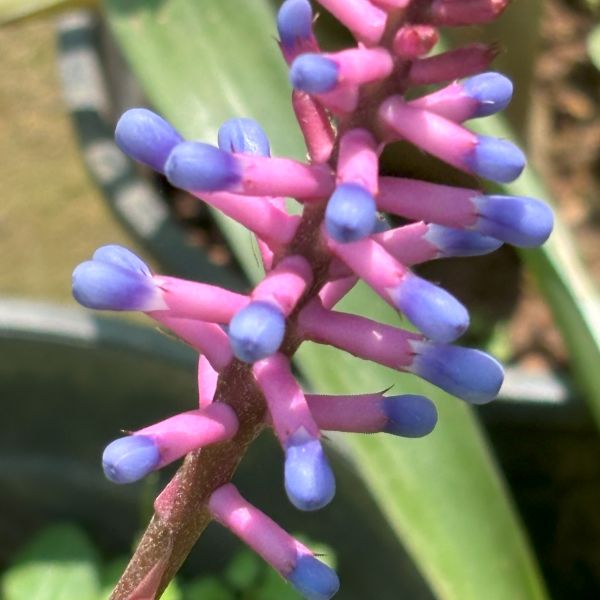 Aechmea gamosepala | Matchstick plant - Garden plants | Flowers