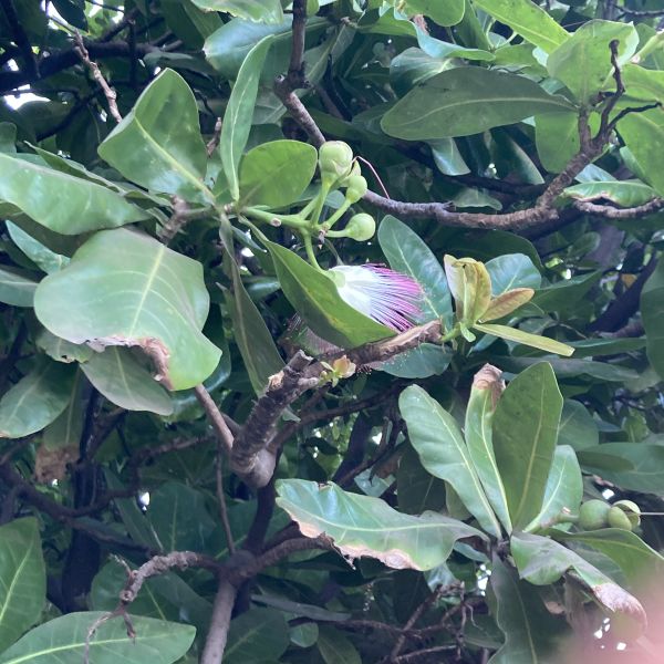 Barringtonia asiatica: Sea Poison Tree