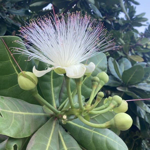 Barringtonia asiatica: Sea Poison Tree