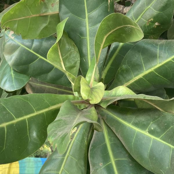 Barringtonia asiatica: Sea Poison Tree