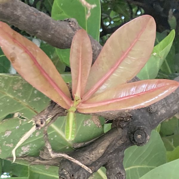 Barringtonia asiatica: Sea Poison Tree