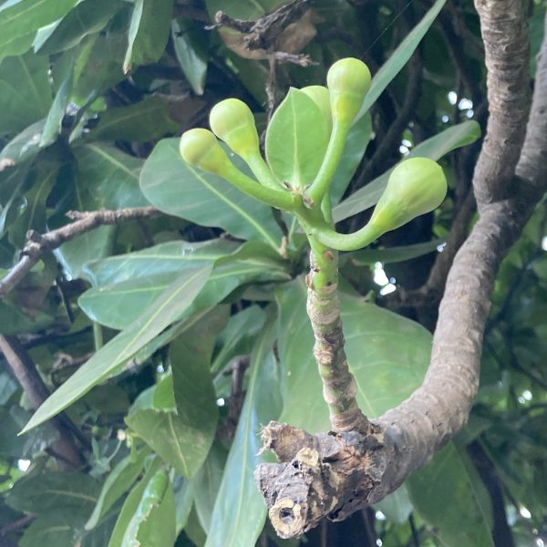 Barringtonia asiatica: Sea Poison Tree