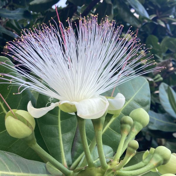 Barringtonia asiatica: Sea Poison Tree