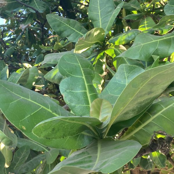 Barringtonia asiatica: Sea Poison Tree