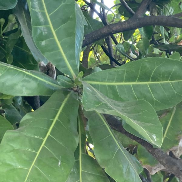 Barringtonia asiatica: Sea Poison Tree
