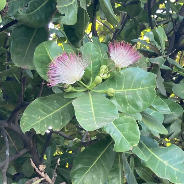 Barringtonia asiatica: Sea Poison Tree
