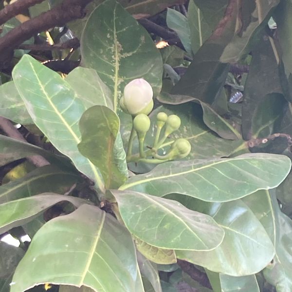 Barringtonia asiatica: Sea Poison Tree