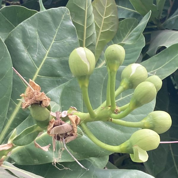 Barringtonia asiatica: Sea Poison Tree