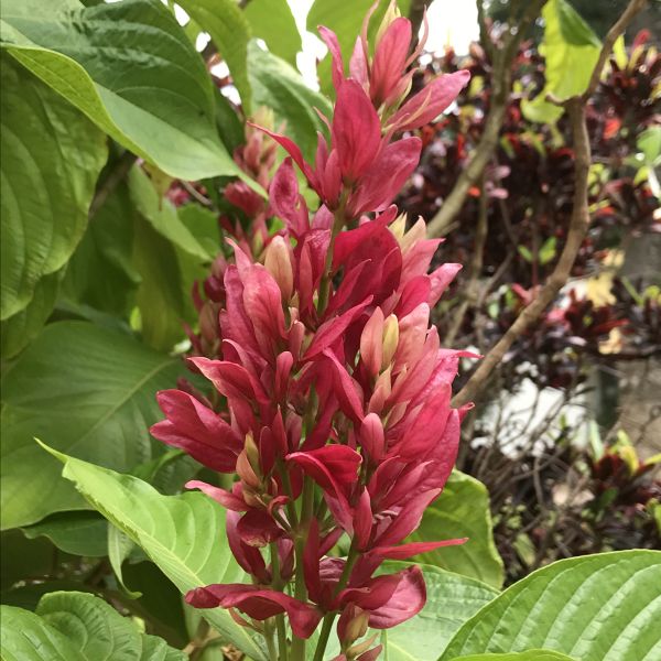 Megaskepasma erythrochlamys | Brazilian Red Cloak - Flowering plants