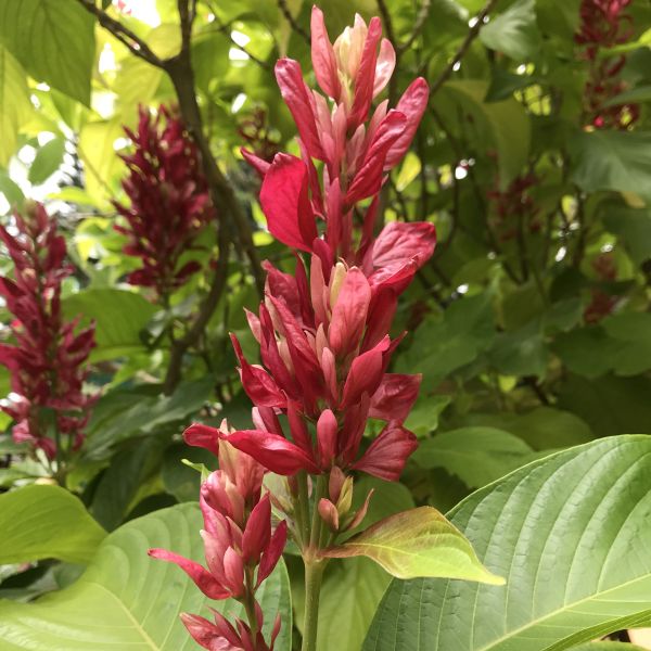 Megaskepasma erythrochlamys | Brazilian Red Cloak - Flowering plants