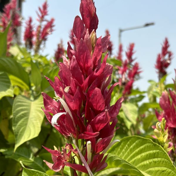 Megaskepasma erythrochlamys | Brazilian Red Cloak - Flowering plants