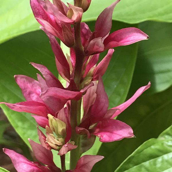 Megaskepasma erythrochlamys | Brazilian Red Cloak - Flowering plants