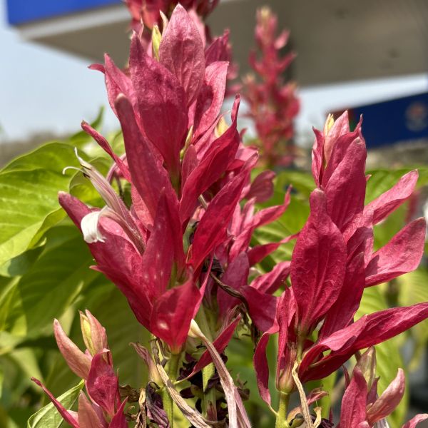 Megaskepasma erythrochlamys | Brazilian Red Cloak - Flowering plants