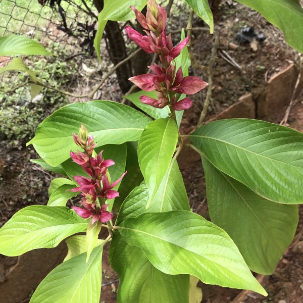 Megaskepasma erythrochlamys | Brazilian Red Cloak - Flowering plants
