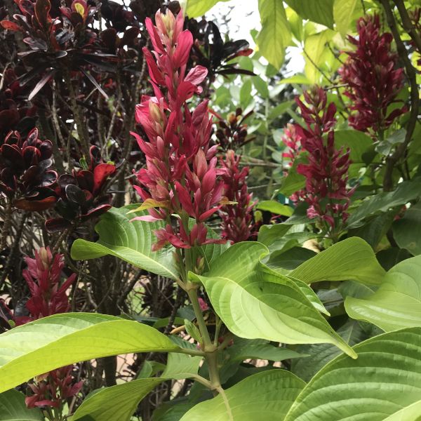 Megaskepasma erythrochlamys | Brazilian Red Cloak - Flowering plants