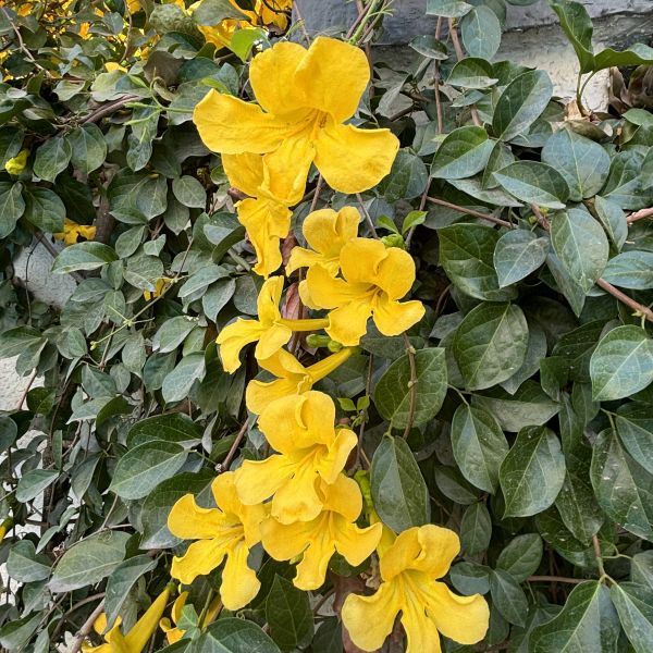Dolichandra unguis-cati | Cat's claw creeper - Flowering plants