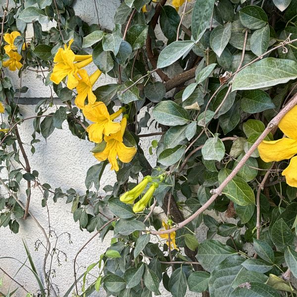 Dolichandra unguis-cati | Cat's claw creeper - Flowering plants