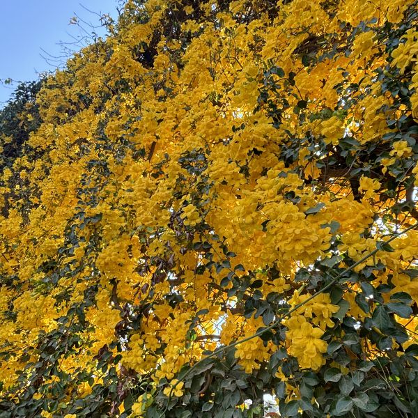 Dolichandra unguis-cati | Cat's claw creeper - Flowering plants