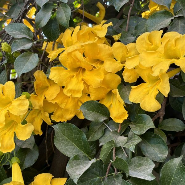 Dolichandra unguis-cati | Cat's claw creeper - Flowering plants