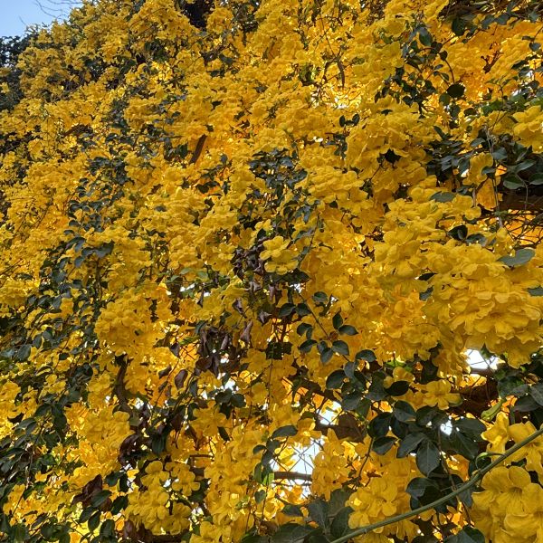 Dolichandra unguis-cati | Cat's claw creeper - Flowering plants