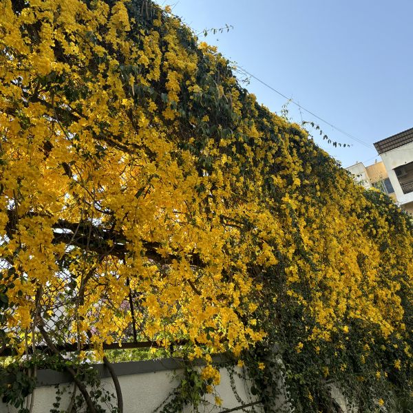 Dolichandra unguis-cati | Cat's claw creeper - Flowering plants