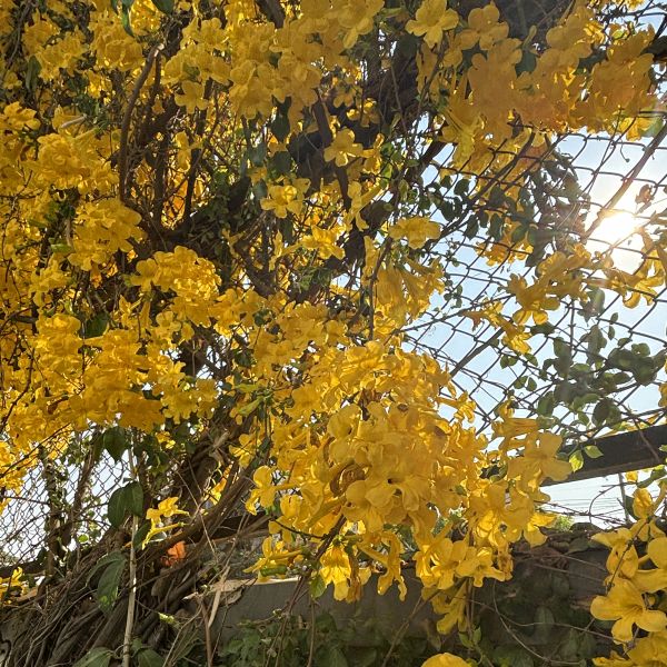 Dolichandra unguis-cati | Cat's claw creeper - Flowering plants