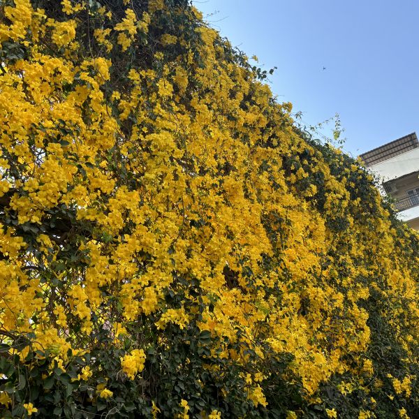 Dolichandra unguis-cati | Cat's claw creeper - Flowering plants