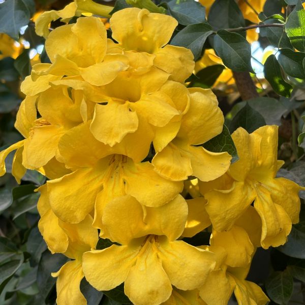 Dolichandra unguis-cati | Cat's claw creeper - Flowering plants