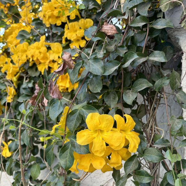 Dolichandra unguis-cati | Cat's claw creeper - Flowering plants