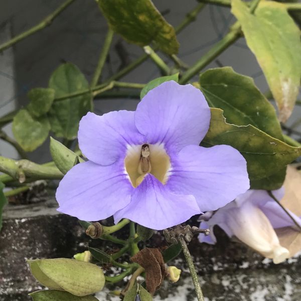 Thunbergia grandiflora | Bengal clockvine - Flowering plants - GCI