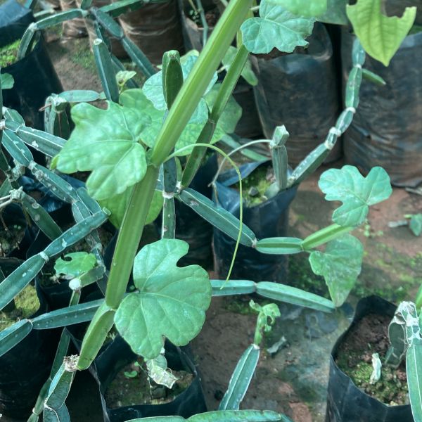 Cissus quadrangularis | Bonesetter - Medicinal plants | Herbs India