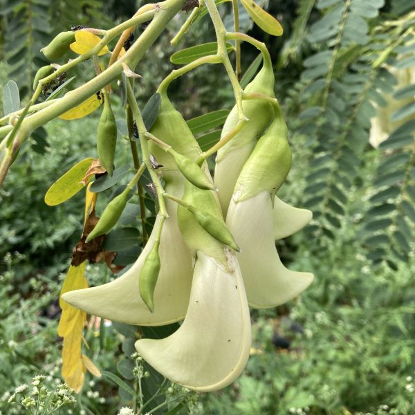 Sesbania grandiflora | Agati Tree - Indian Trees, Garden Trees