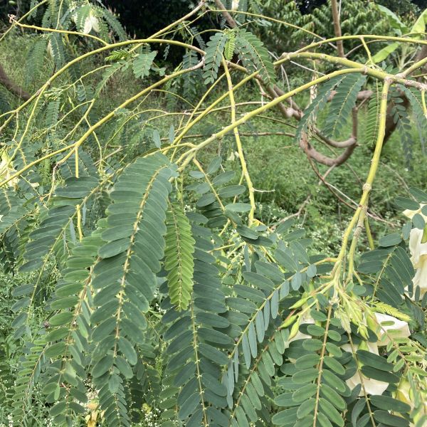 Sesbania grandiflora | Agati Tree - Indian Trees, Garden Trees