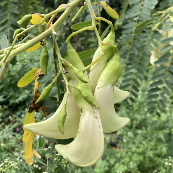 Sesbania grandiflora | Agati Tree - Indian Trees, Garden Trees