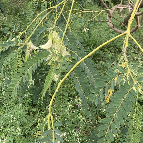 Sesbania grandiflora | Agati Tree - Indian Trees, Garden Trees