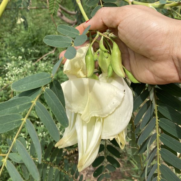 Sesbania grandiflora | Agati Tree - Indian Trees, Garden Trees