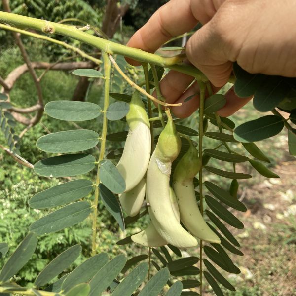Sesbania grandiflora | Agati Tree - Indian Trees, Garden Trees