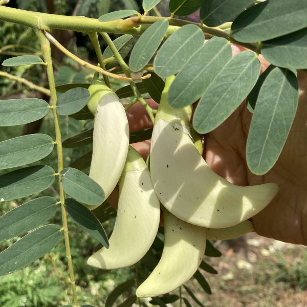 Sesbania grandiflora | Agati Tree - Indian Trees, Garden Trees