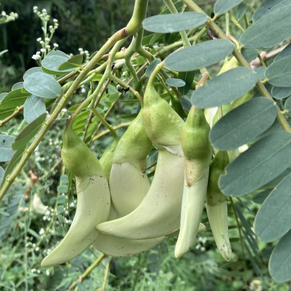 Sesbania grandiflora | Agati Tree - Indian Trees, Garden Trees