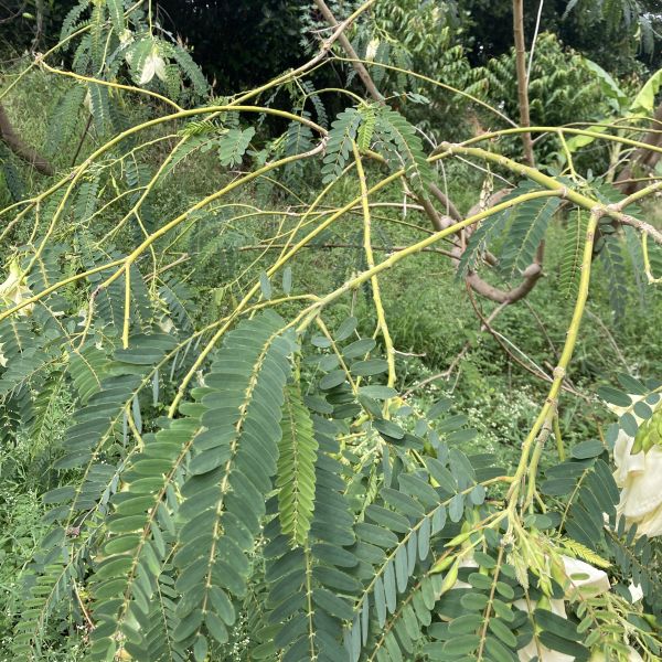 Sesbania grandiflora | Agati Tree - Indian Trees, Garden Trees
