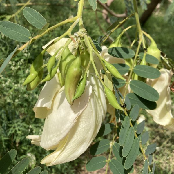 Sesbania grandiflora | Agati Tree - Indian Trees, Garden Trees